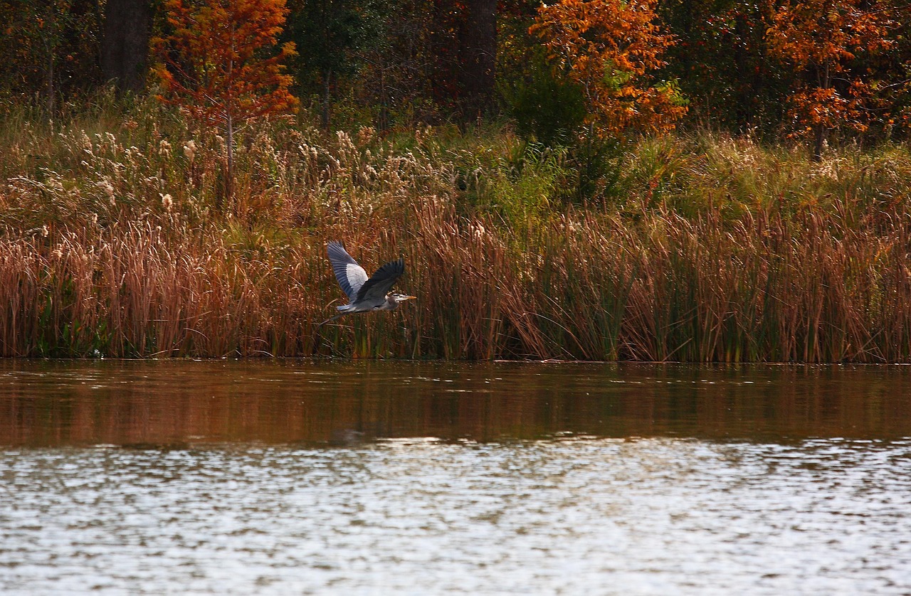 Flying Bird Avian Pond - Free photo on Pixabay - Pixabay