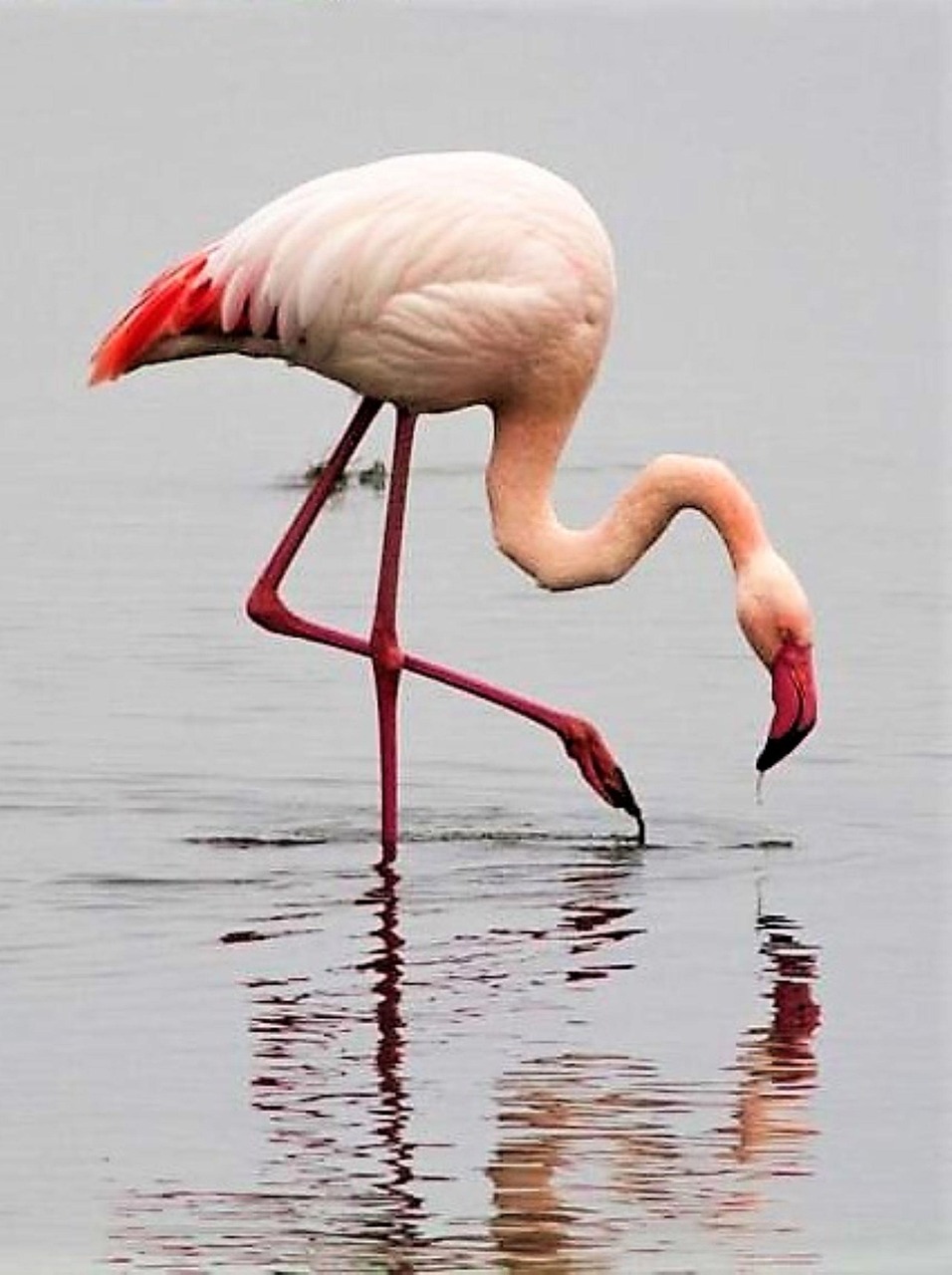 Flamingo Bird Sanctuary Northern - Free photo on Pixabay - Pixabay