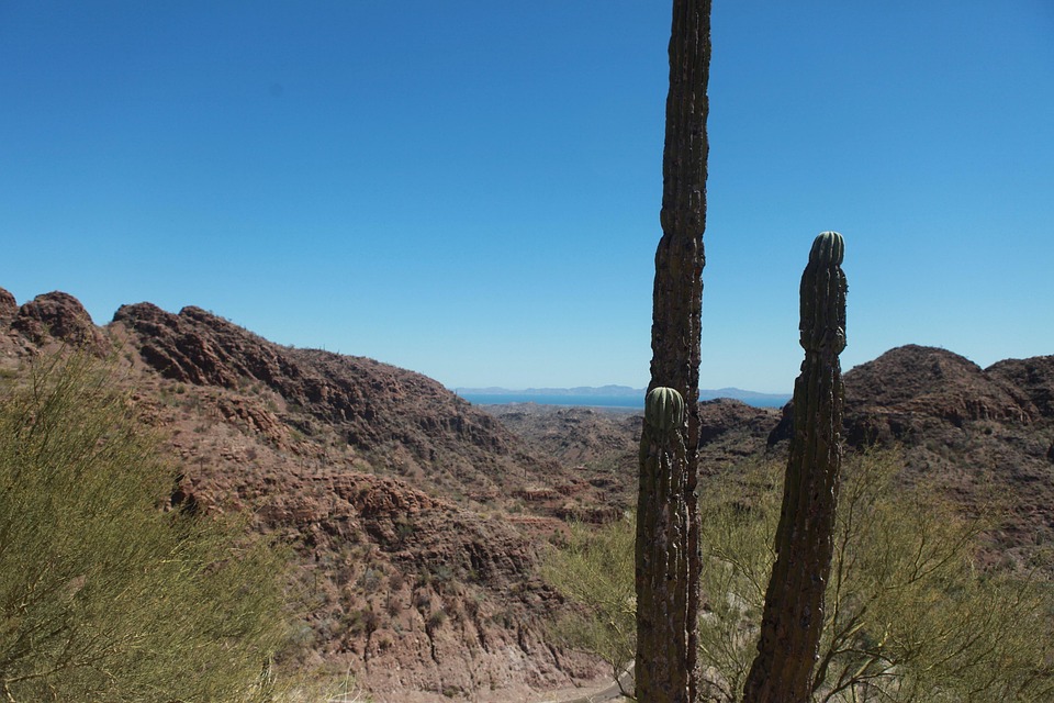 Cardon Plant Desert - Free photo on Pixabay