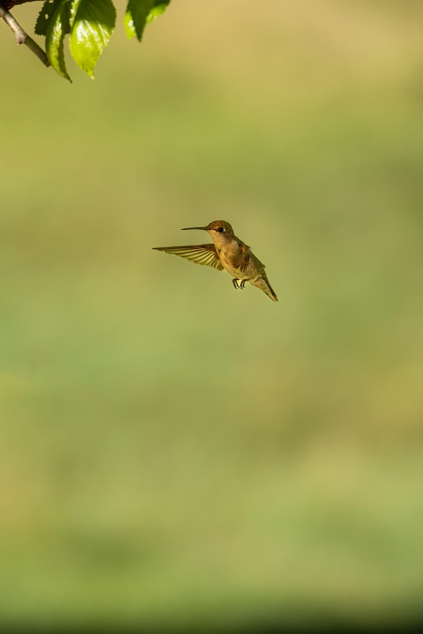 Colibrí Pájaro Volador - Foto gratis en Pixabay - Pixabay
