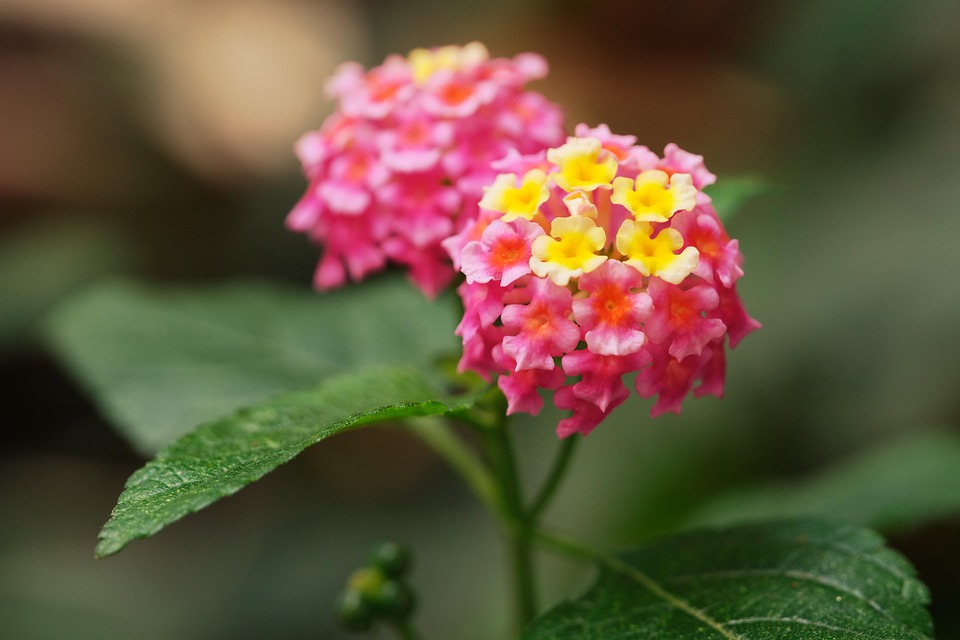Flower Lantana Petals - Free photo on Pixabay
