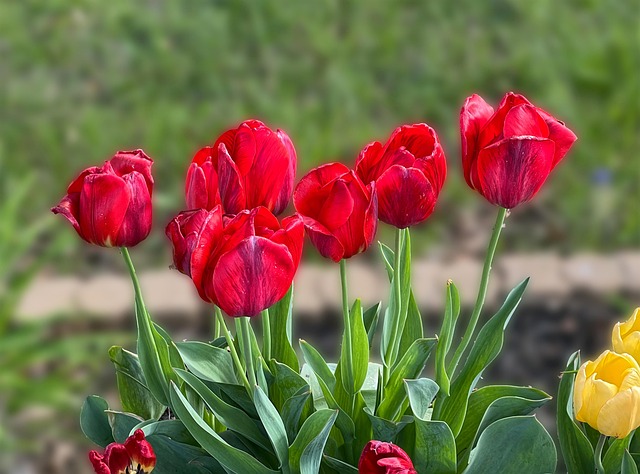 Flowers Tulips Red - Free photo on Pixabay - Pixabay