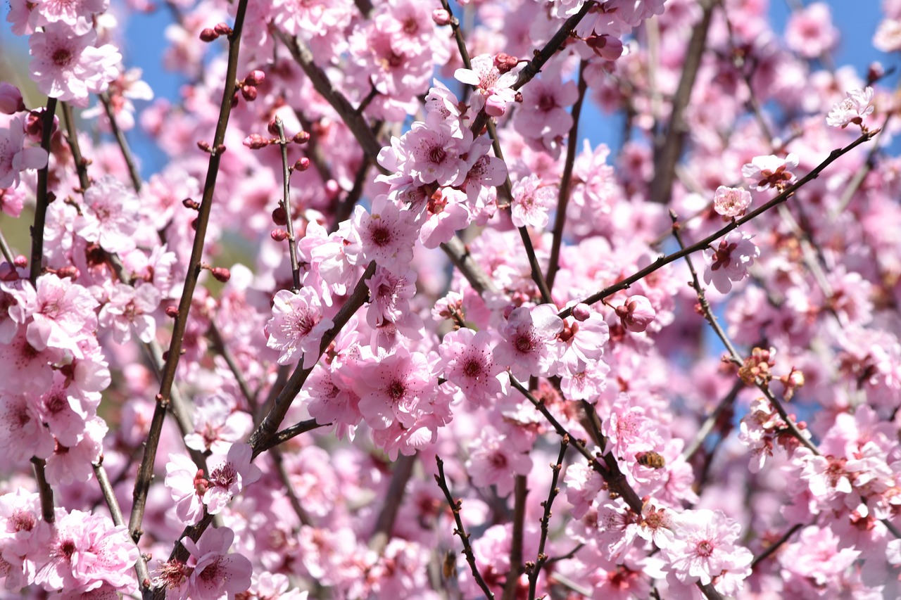 Pembe Çiçek Sakura Kiraz - Pixabay'de ücretsiz fotoğraf