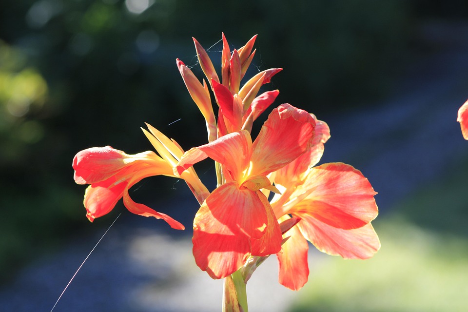 Canna Blossom Bloom - Free photo on Pixabay - Pixabay