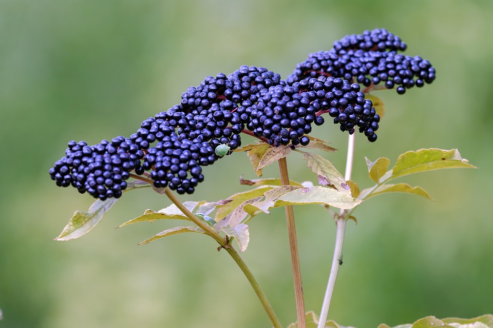 Fruits The Old Berries - Free photo on Pixabay