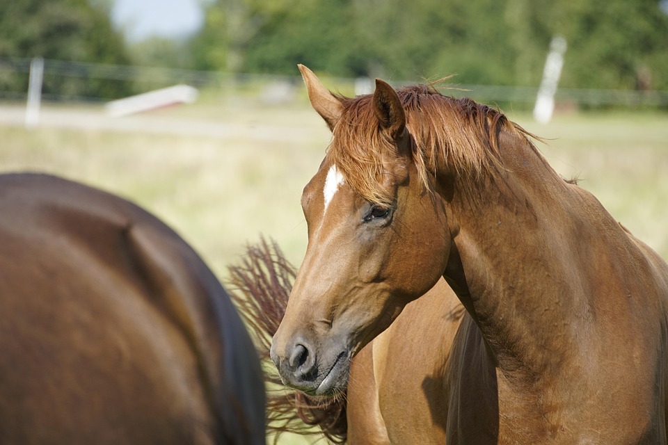 Horse Fox Pasture - Free photo on Pixabay - Pixabay