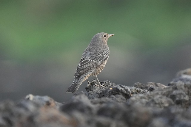 Bird Ornithology Species - Free photo on Pixabay