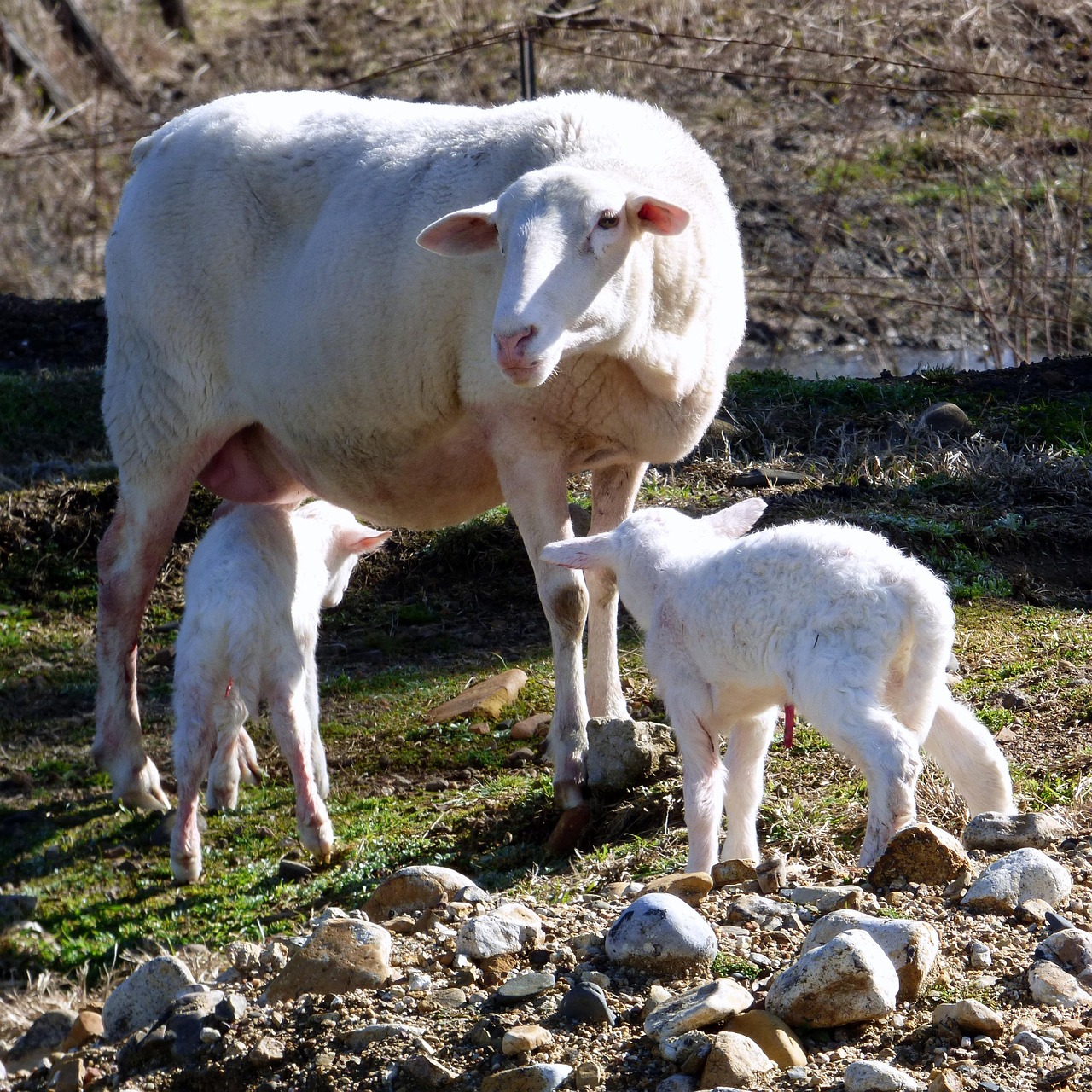 Lamb Sheep Livestock Farm - Free photo on Pixabay - Pixabay
