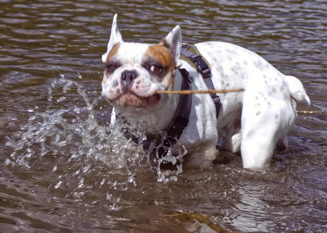 Bulldog Français Chien Dans - Photo gratuite sur Pixabay - Pixabay