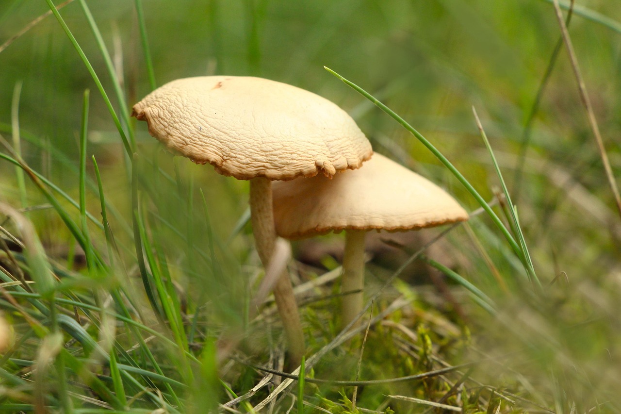 Champignons Forêt Champignon - Photo gratuite sur Pixabay - Pixabay