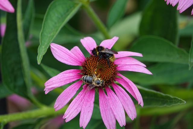 Biene Hummel Insekt - Kostenloses Foto auf Pixabay - Pixabay