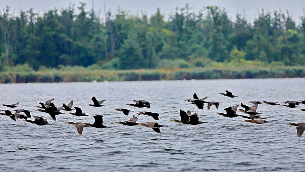 Birds Cormorants Flock - Free photo on Pixabay