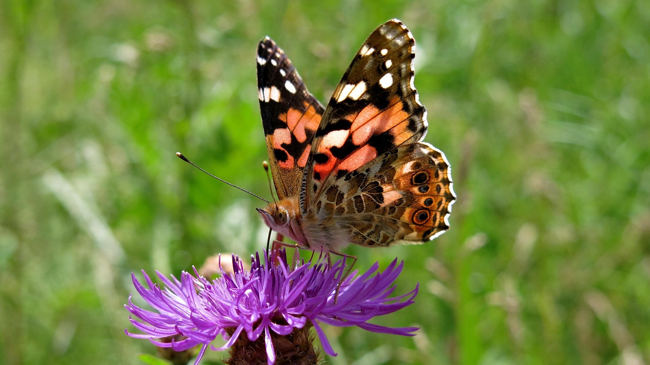 Vanessa Cardui Butterfly Close Up - Free photo on Pixabay