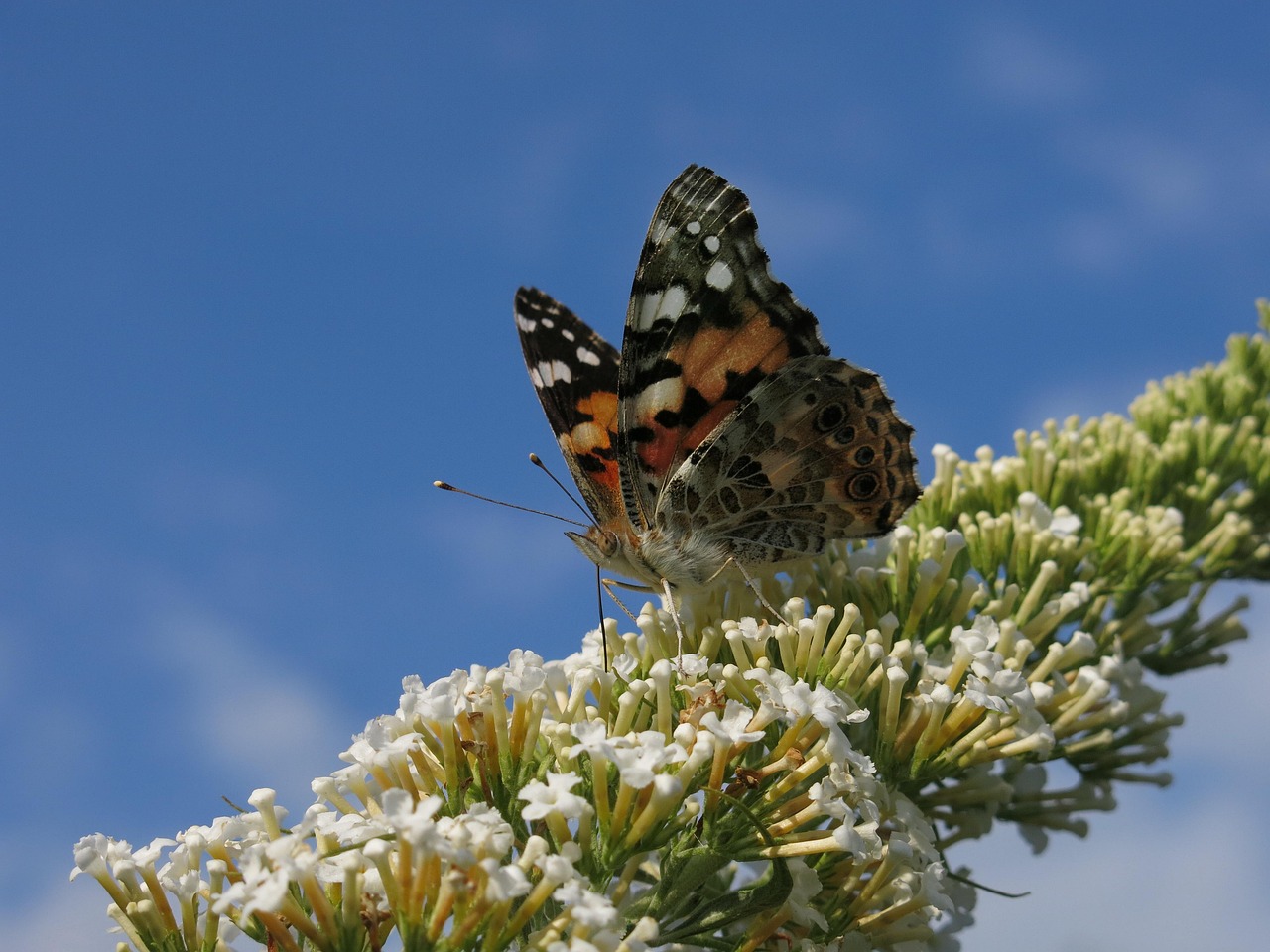 Vanessa Cardui Wikipedia