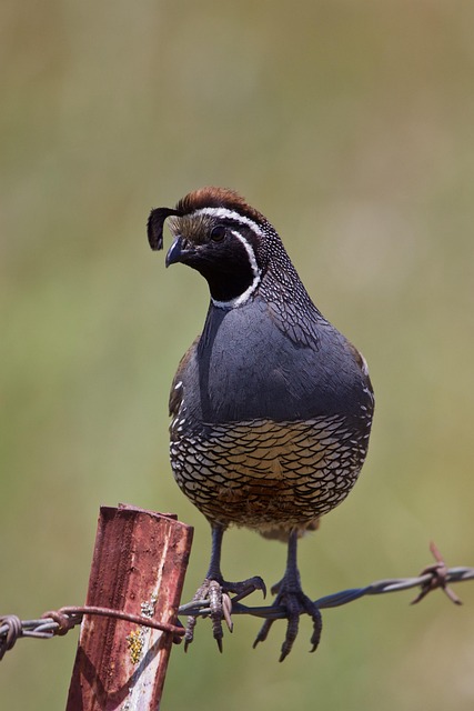 California Quail Bird - Free photo on Pixabay