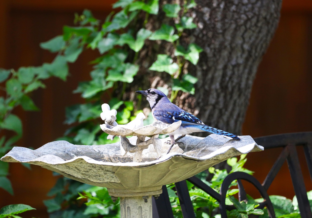 Blue Jay Birdbath Garden - Free photo on Pixabay - Pixabay