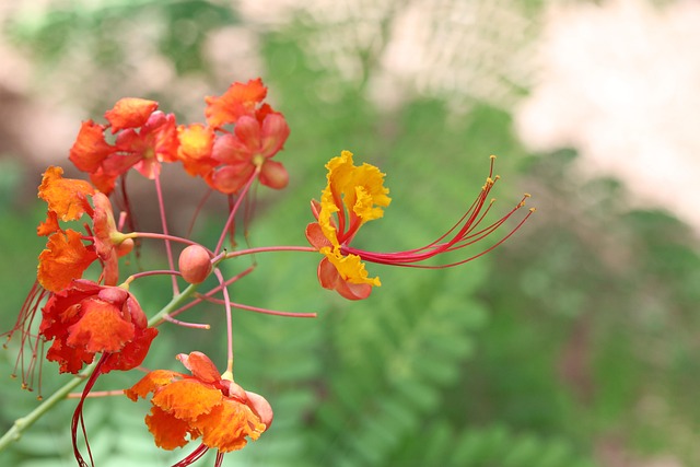 Fleurs De Paon - Photo gratuite sur Pixabay - Pixabay