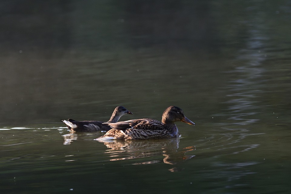 Mallard Coot Water Bird - Free photo on Pixabay - Pixabay