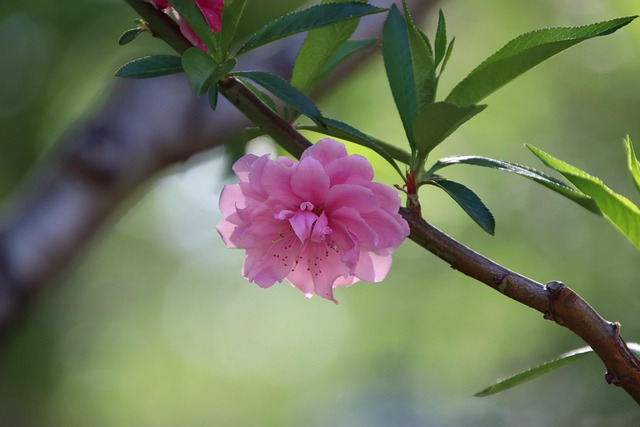 Pfirsichblüte Pinke Blume - Kostenloses Foto auf Pixabay - Pixabay