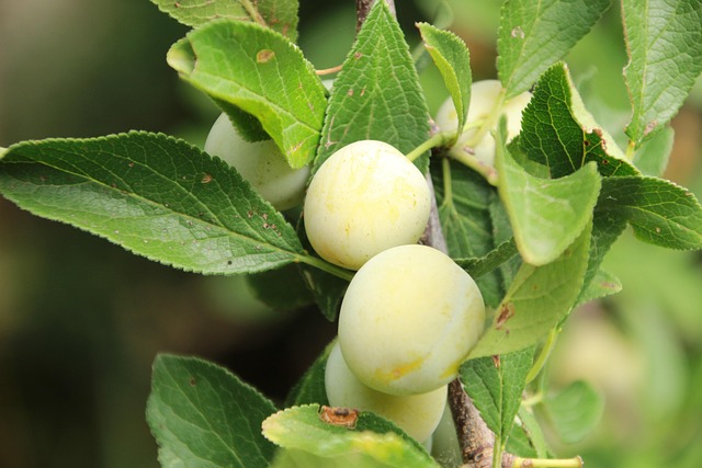 Mirabelle Plums Fruits Garden - Free photo on Pixabay