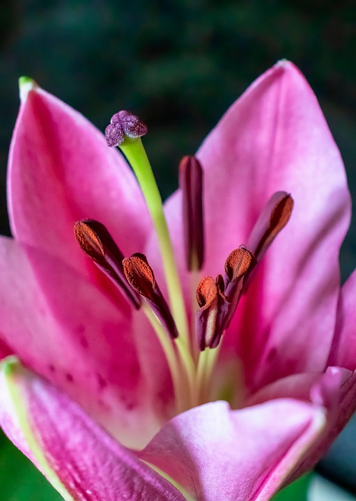 Lily Close-Up Macro - Free photo on Pixabay