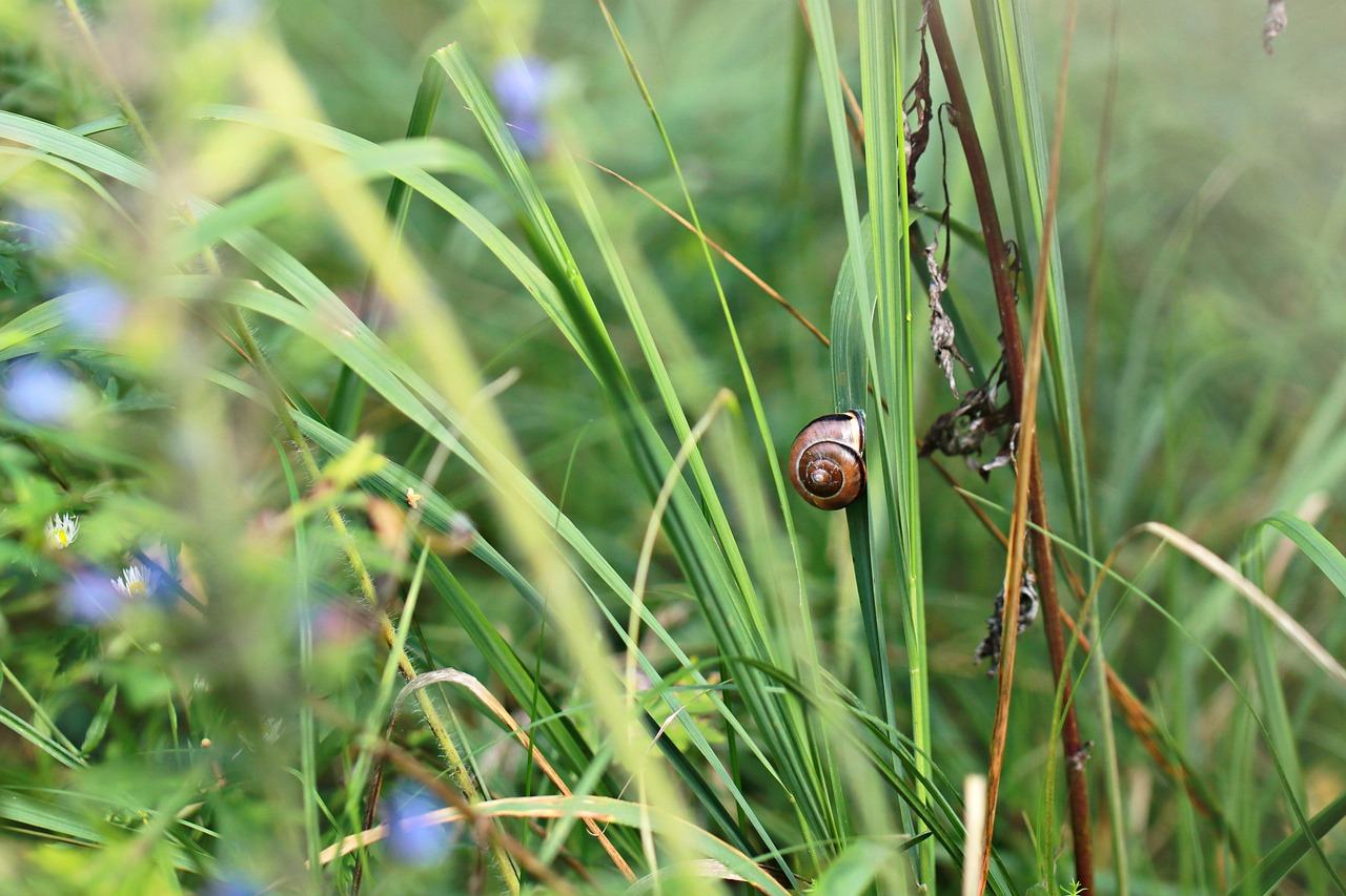 Snail Flowers Foliage - Free photo on Pixabay - Pixabay