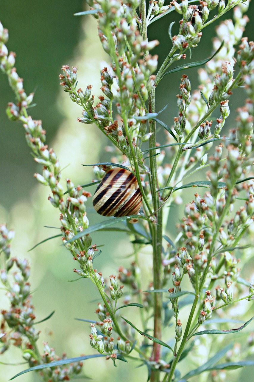 Snail Flowers Garden - Free photo on Pixabay - Pixabay