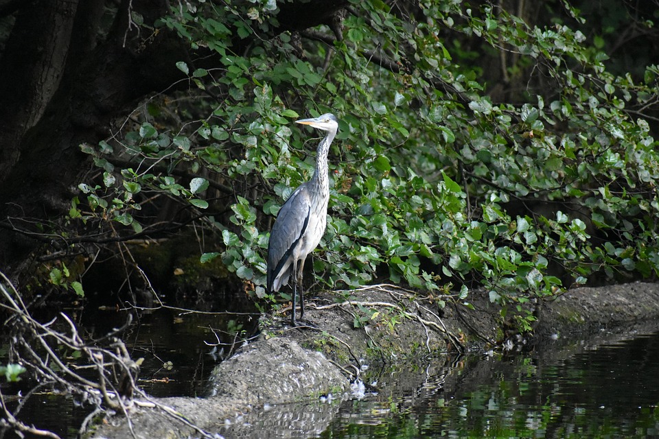 Garza Lago Naturaleza - Foto gratis en Pixabay - Pixabay
