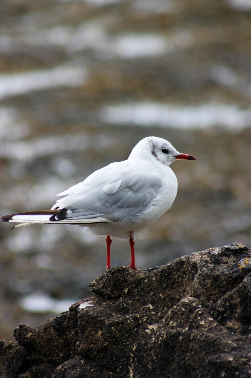 Mouette Oiseau Plage - Photo gratuite sur Pixabay - Pixabay