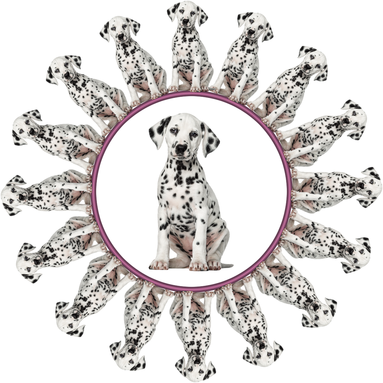 300+ Free Dalmatian & Dog Images - Pixabay