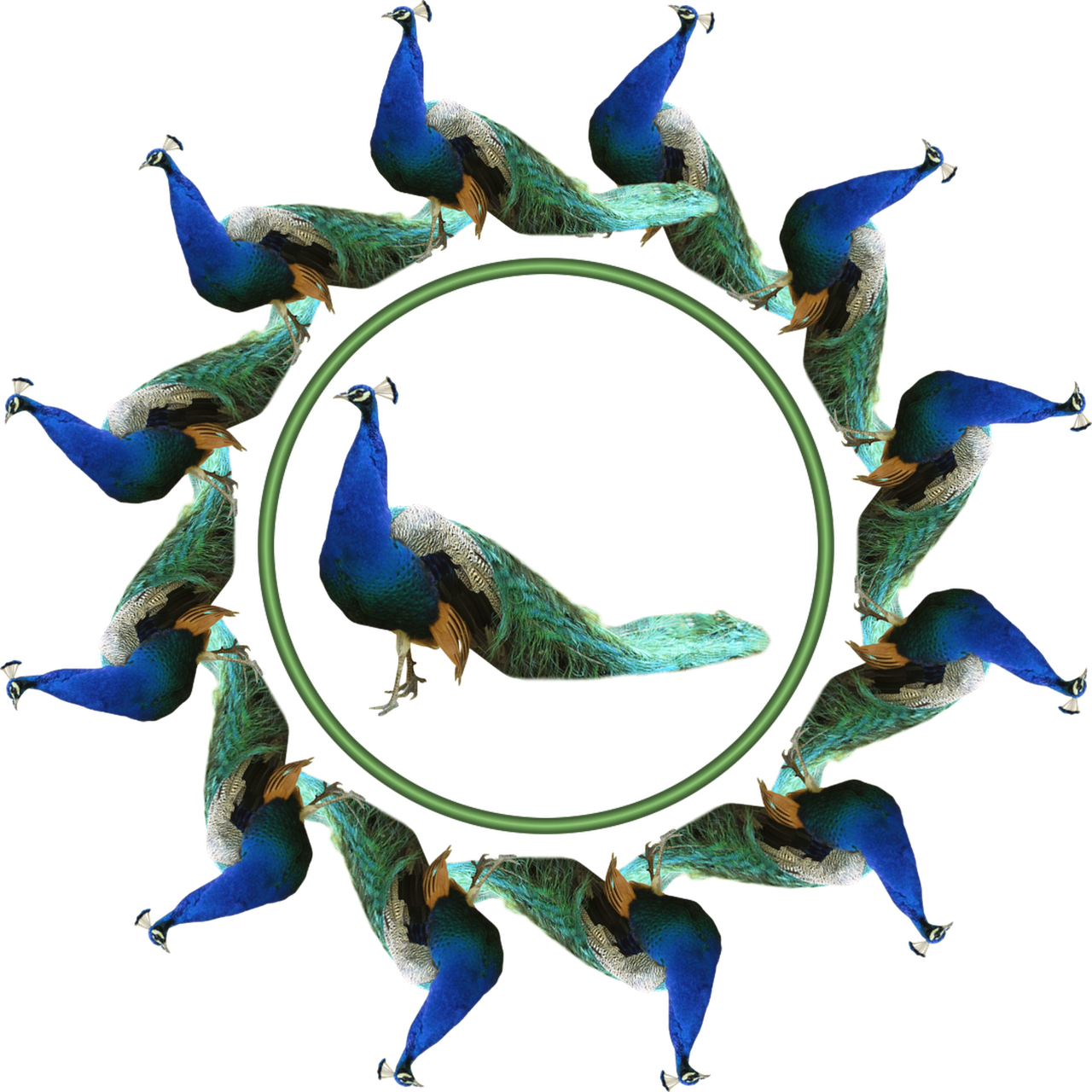 Download Peacocks, Birds, Round. Royalty-Free Stock Illustration Image ...