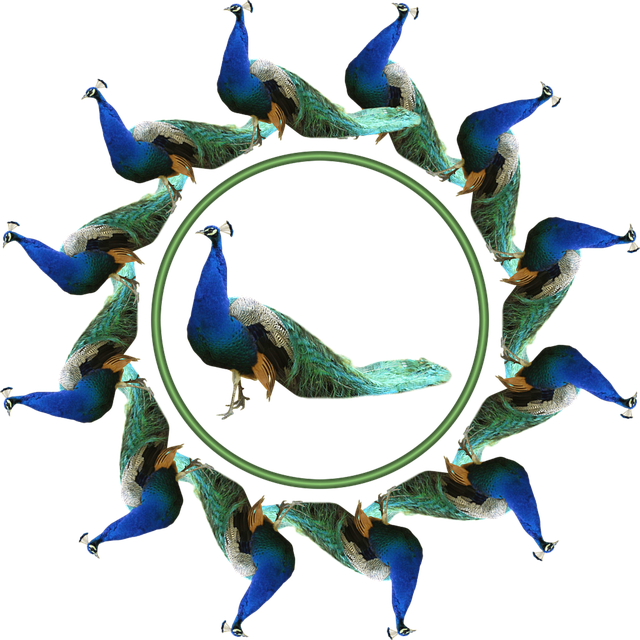 Download Peacocks Birds Round Royalty Free Stock Illustration Image Pixabay