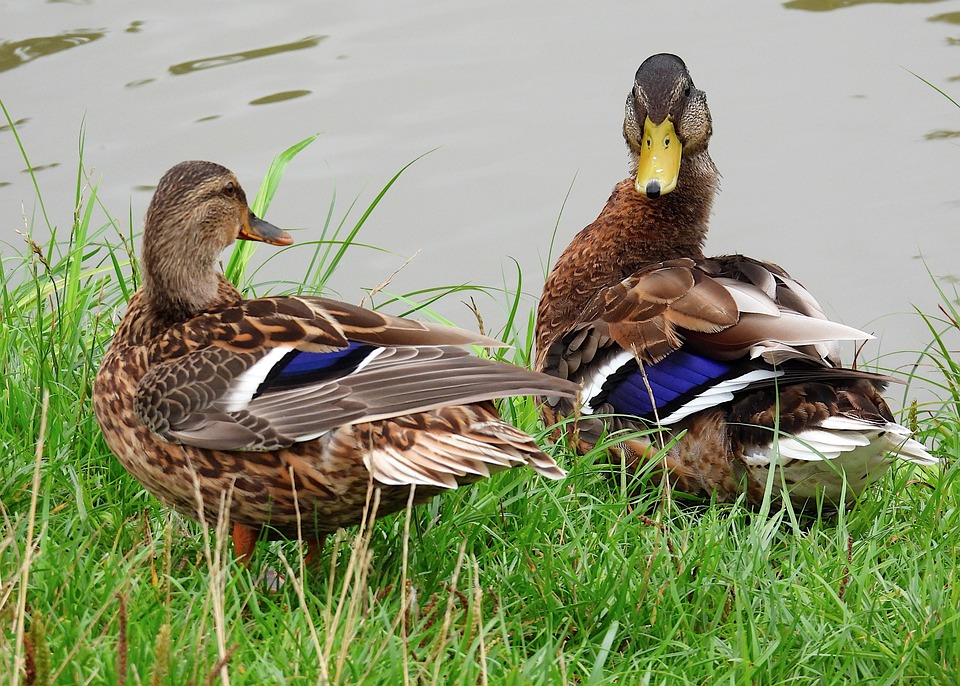 Anas Platyrhynchos Mallard River - Free photo on Pixabay