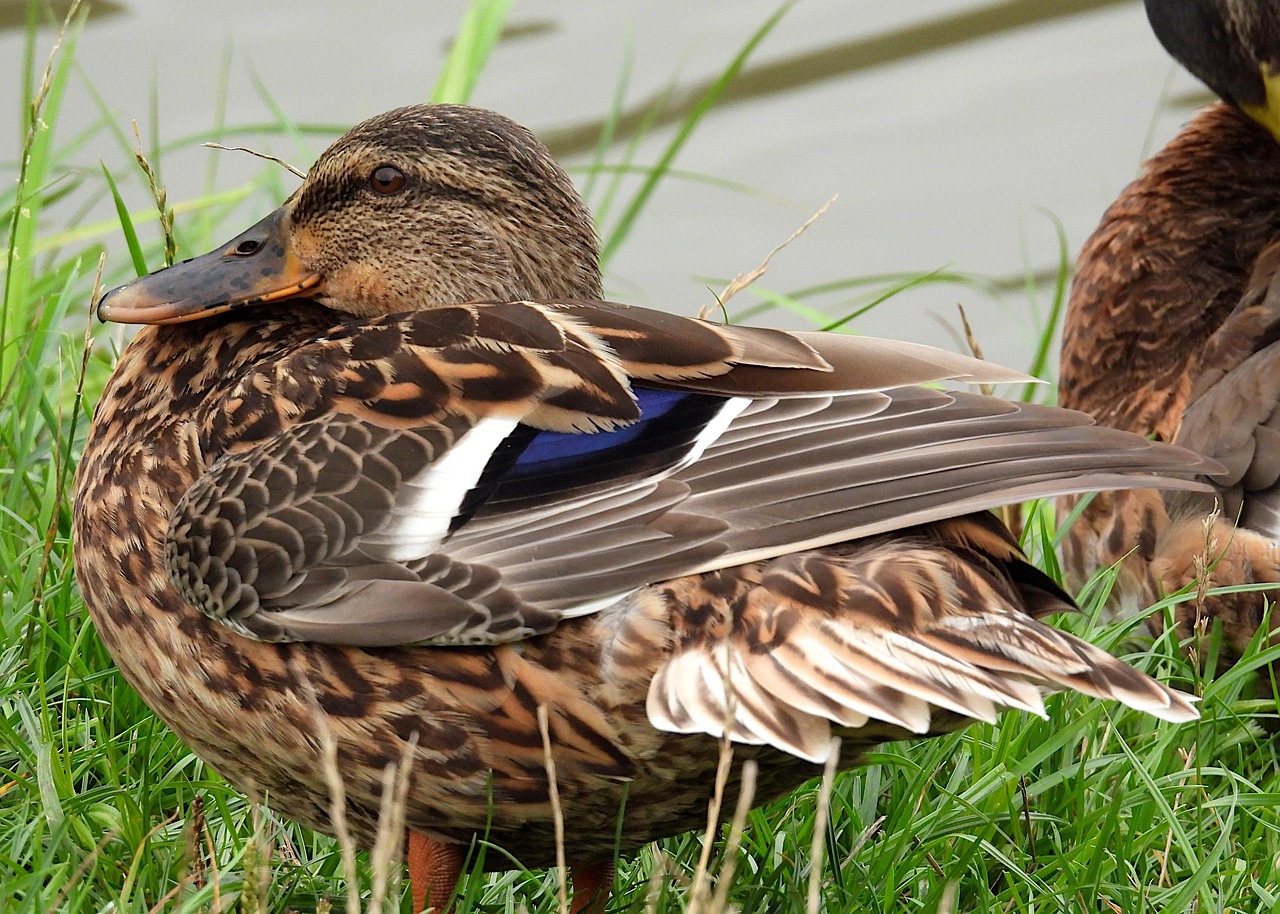 Anas Platyrhynchos Mallard Water - Free photo on Pixabay
