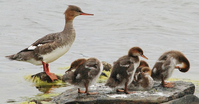 Red-Breasted Mergansers Birds Sea - Free photo on Pixabay - Pixabay
