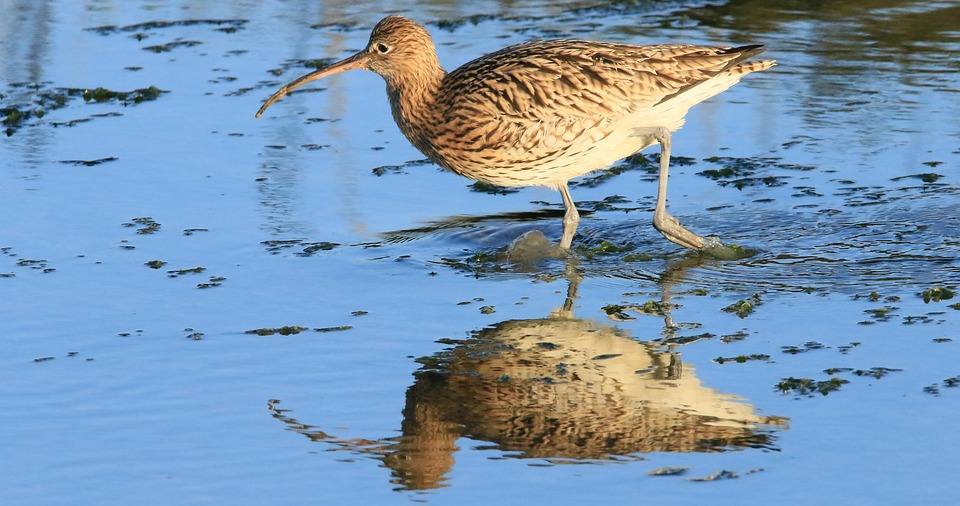 Bird Waterbird Curlew - Free photo on Pixabay