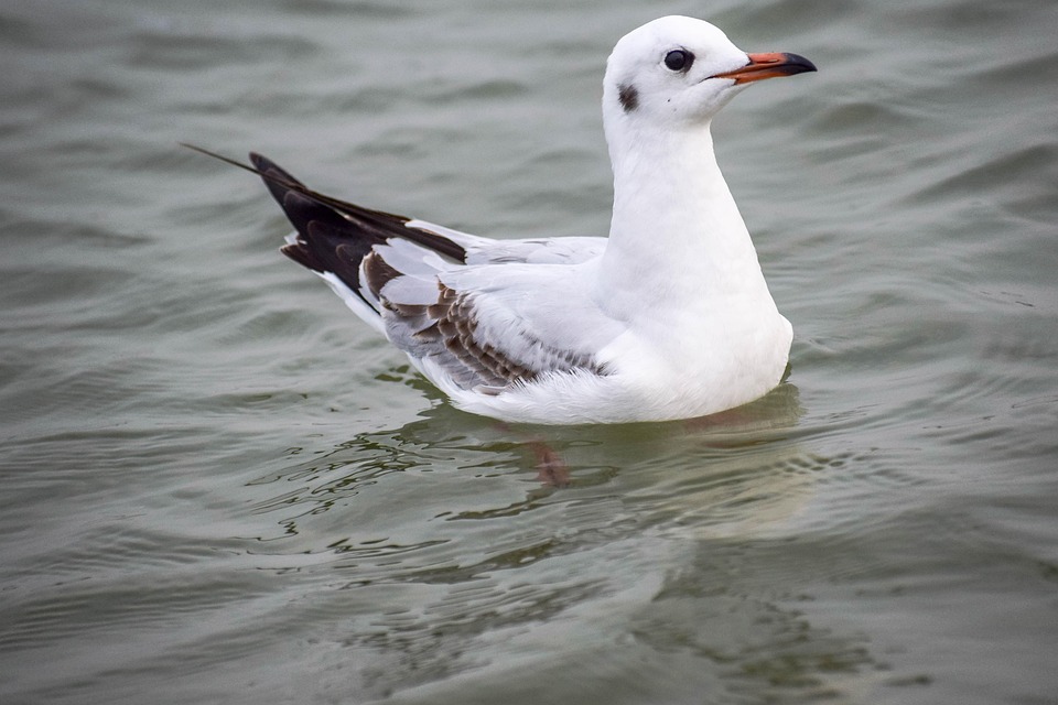 Seagull Seabird Nature - Free photo on Pixabay