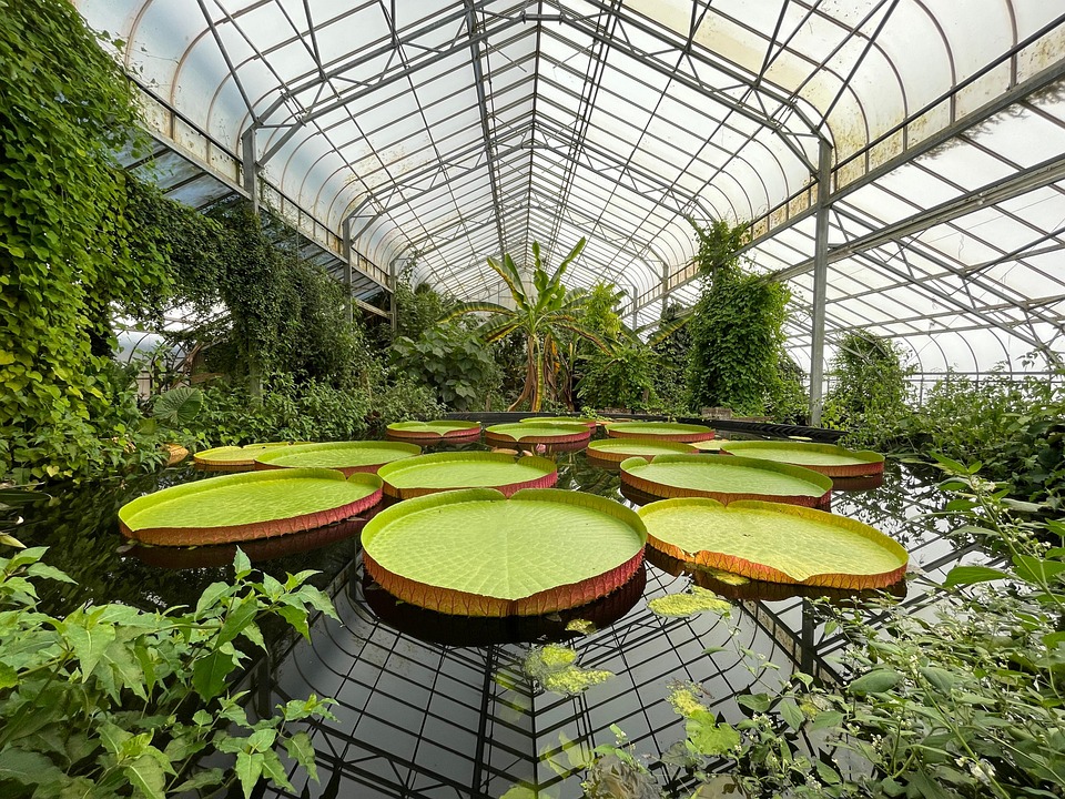 Lilly Giant Hot House Green - Free photo on Pixabay - Pixabay