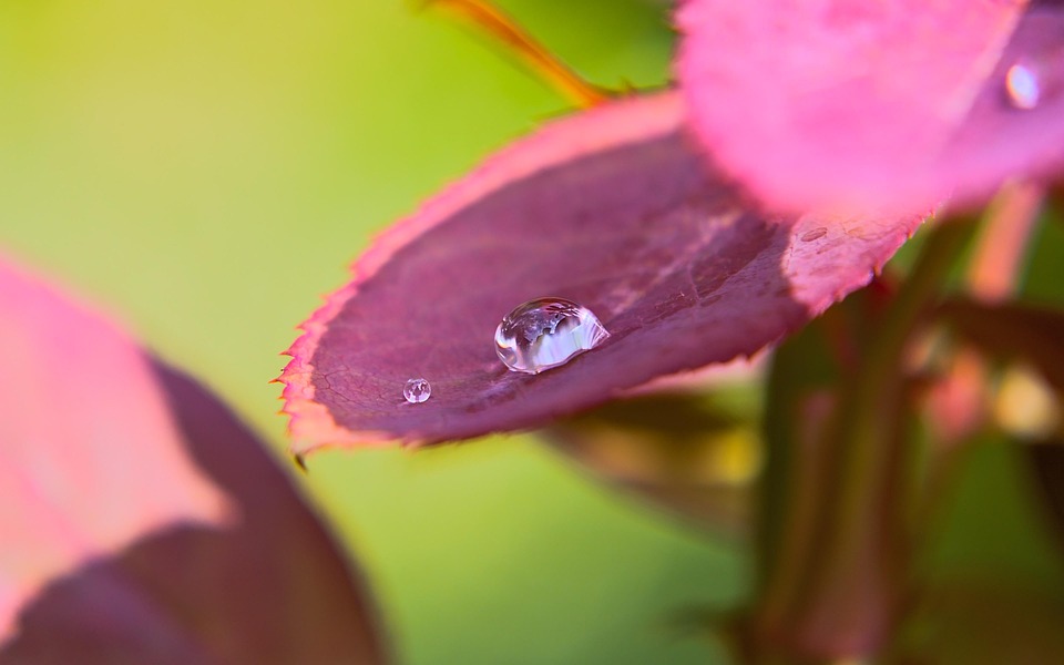 Rosa Folhas Gota De Chuva - Foto gratuita no Pixabay - Pixabay