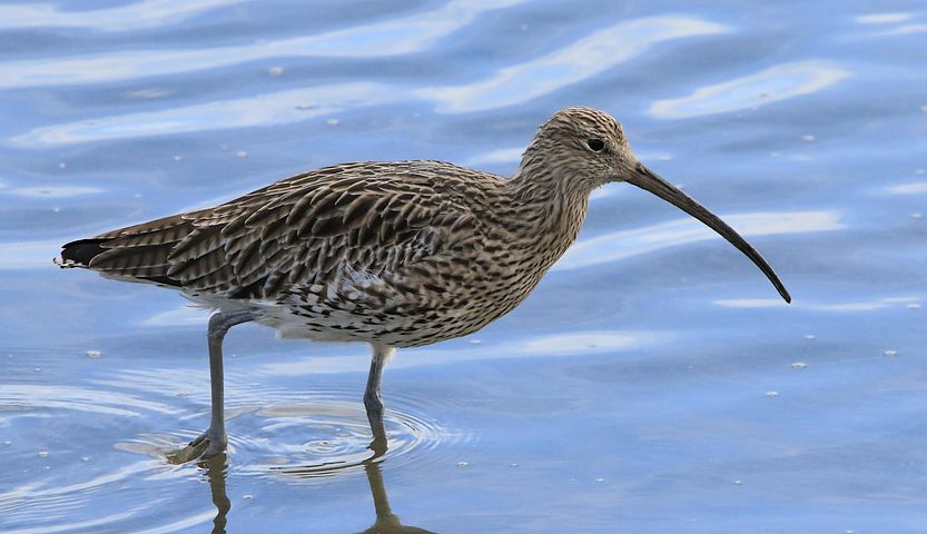90+ Free Curlew Bird & Curlew Images - Pixabay