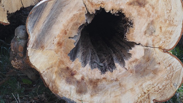 Old Wood Tree - Free photo on Pixabay - Pixabay