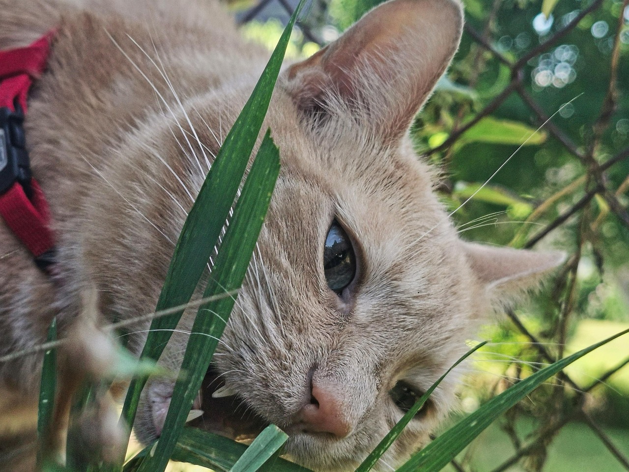 Gato Masculino Felino - Foto gratis en Pixabay - Pixabay