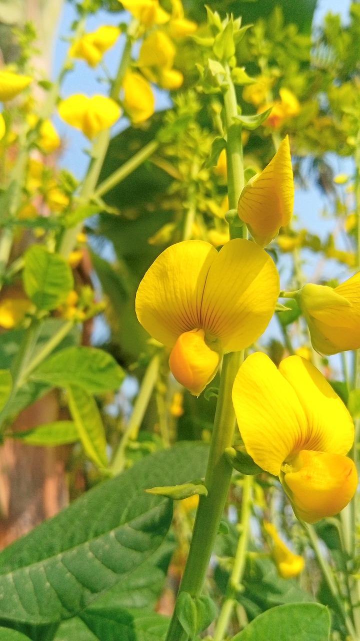 Kuning Bunga - Foto gratis di Pixabay
