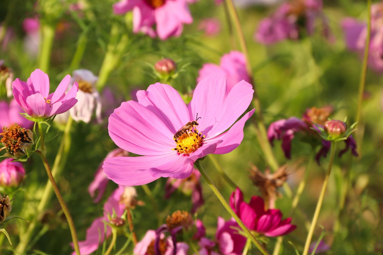 Garden Cosmos Pollination Bee - Free photo on Pixabay
