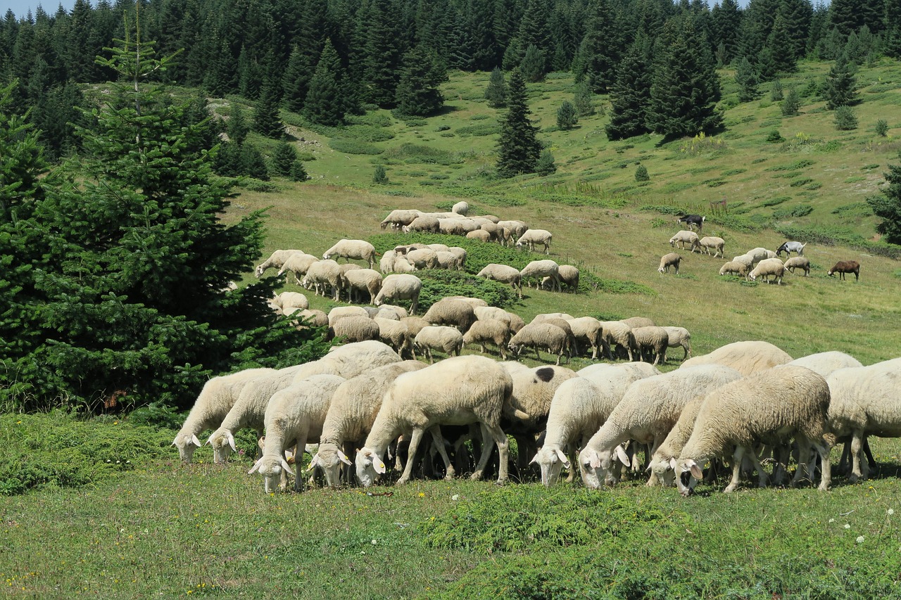 Sheep Flock Of Pasture Farm - Free photo on Pixabay - Pixabay