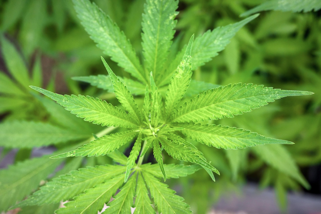 Cannabis Plant - Free photo on Pixabay - Pixabay Cannabis Plant - Free photo on Pixabay - Pixabay