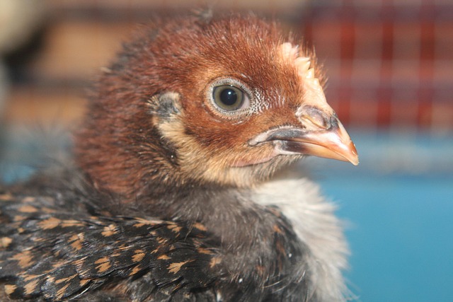 Chicken Chick Bird - Free photo on Pixabay - Pixabay
