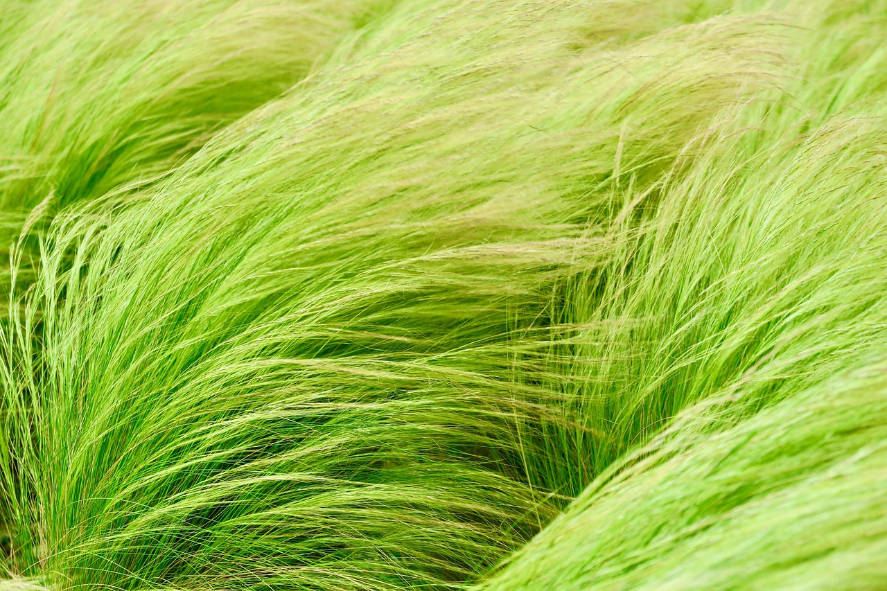 Padang Rumput Alam - Foto gratis di Pixabay - Pixabay