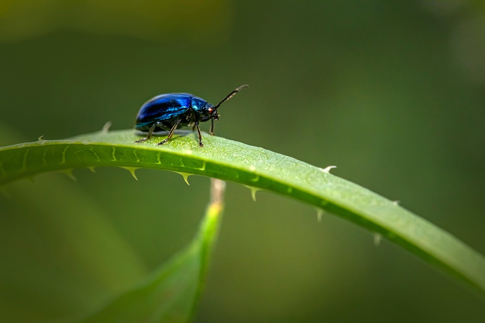 Beetle Insect Bug - Free photo on Pixabay
