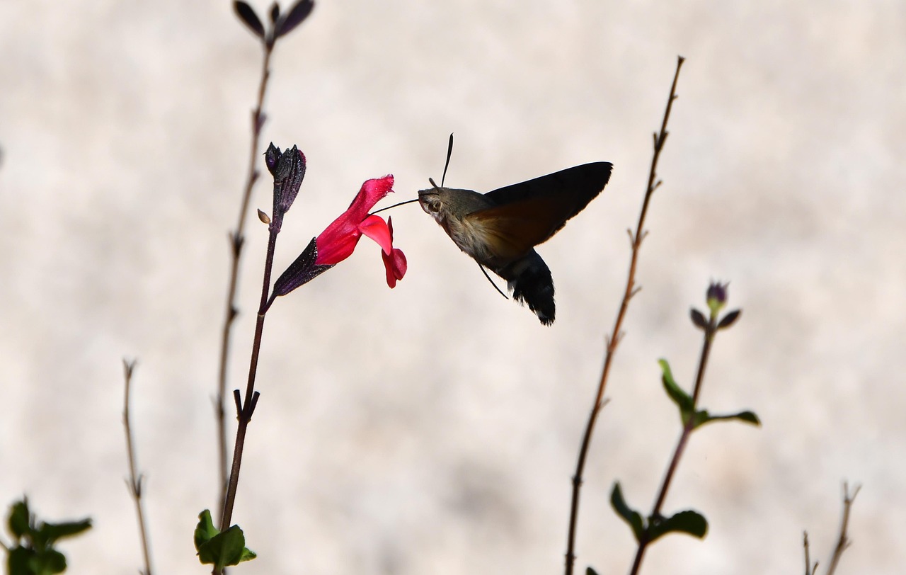 Hummingbird Hawk-Moth Flower - Free photo on Pixabay